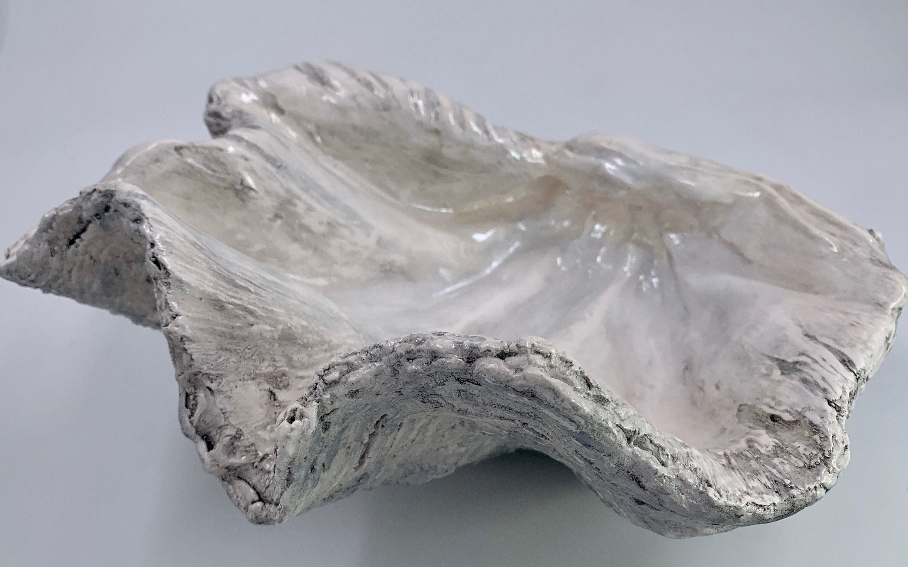 Petite Giant Clam Shell in Contemporary Grey – teemorrisshells