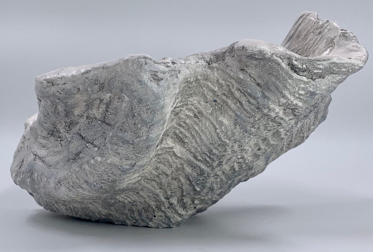 Petite Giant Clam Shell in Contemporary Grey – teemorrisshells